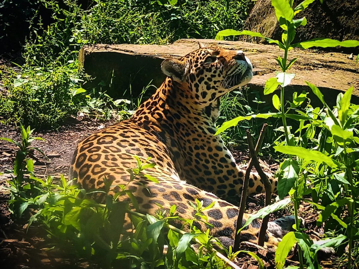 Why Jungle Exploration should be on your bucket list.